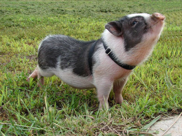 Siberian minipig, breed description and photo history