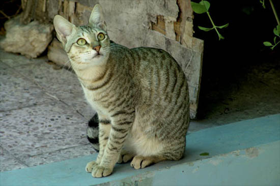 Breed Arabian Mau cats, photos, description, history