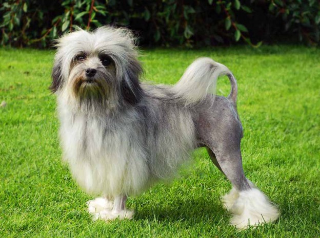 Description Bichon dogs Lyon-breed, photos, content
