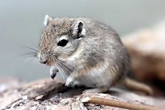 Description blue gerbils, characterization and photo