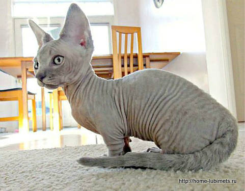 Description cats breed minskin, characterization and photo